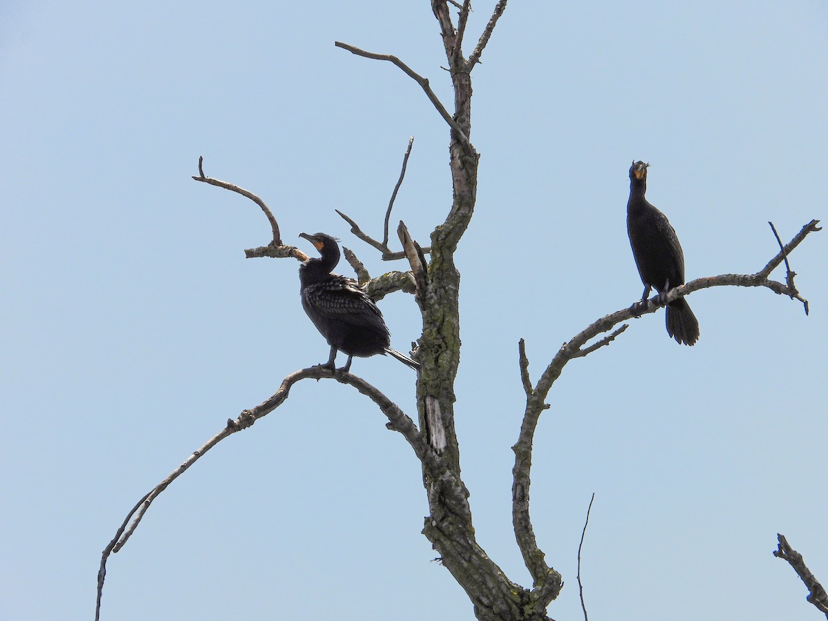 eBird Checklist - 16 Apr 2024 - Northside Park, Wheaton - 12 species ...