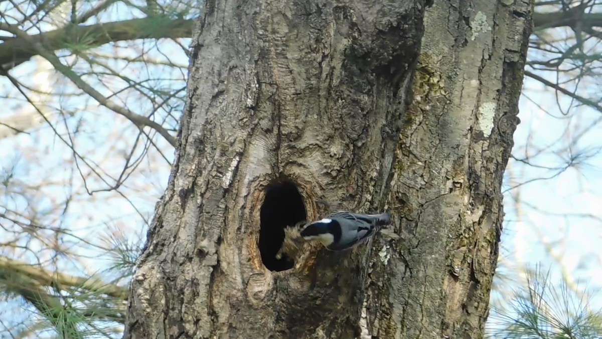 Pennsylvania Bird Atlas Checklist - 16 Apr 2024 - Worthville Cemetery - 21 species