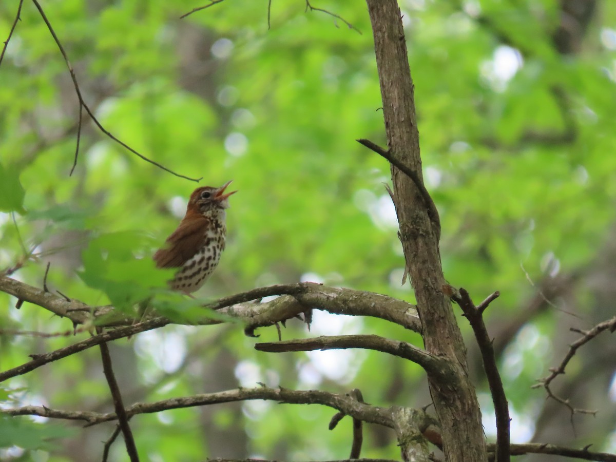 eBird Checklist - 16 Apr 2024 - Long Hunter SP--Shoreline Picnic Area ...