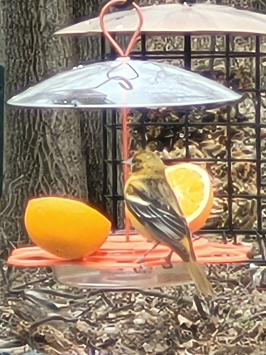 eBird Checklist - 16 Apr 2024 - my paradise - 1 species