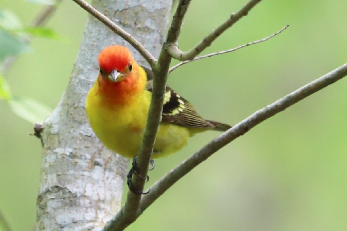 eBird Checklist - 16 Apr 2024 - Peveto Woods--Baton Rouge Audubon ...