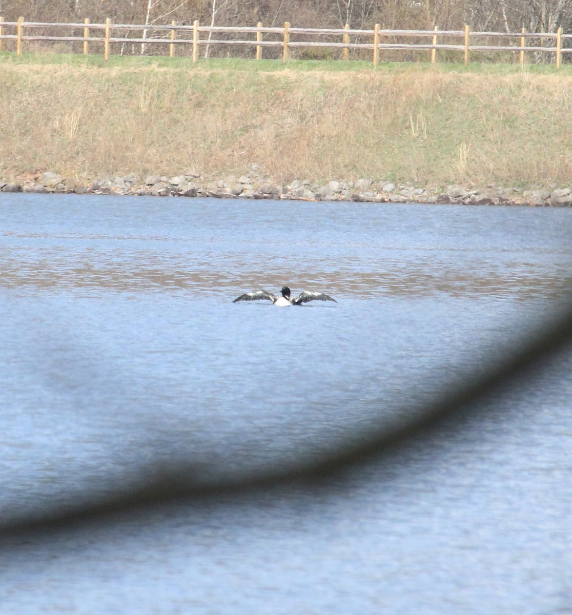 eBird Checklist - 15 Apr 2024 - Locust Lake SP - 23 species