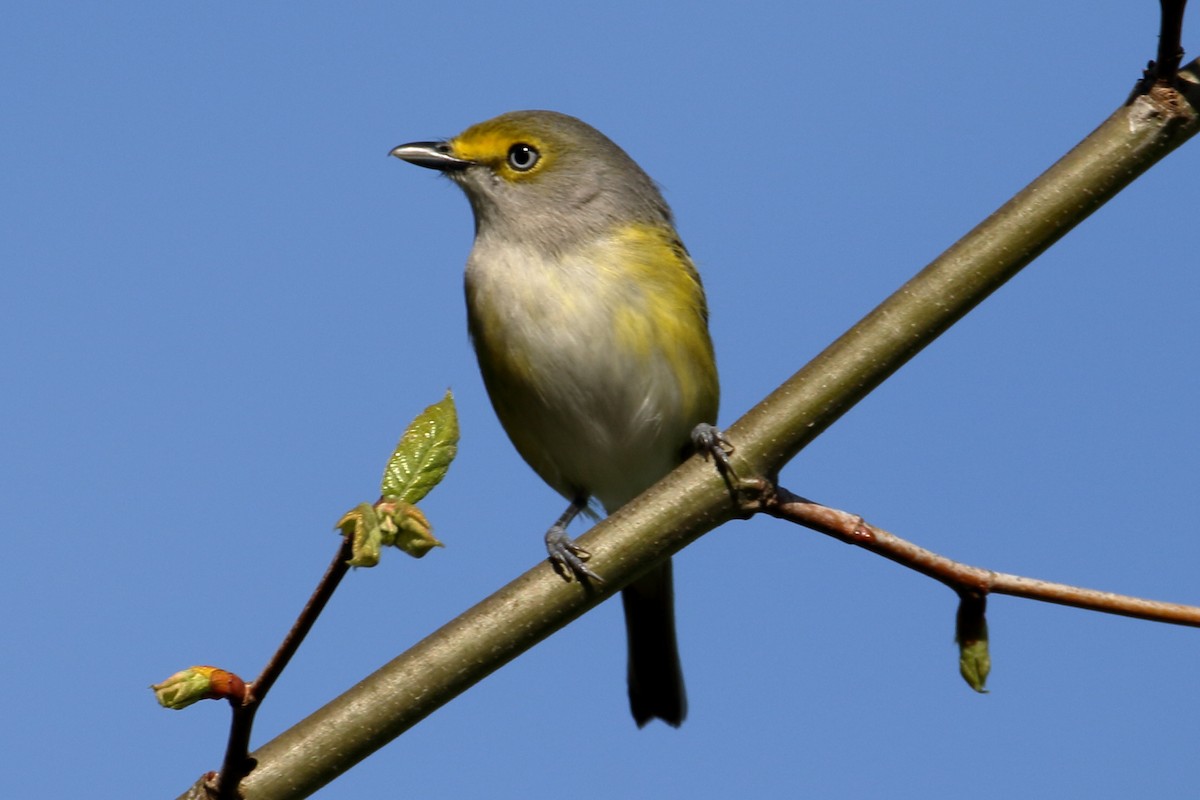 Maryland-DC Breeding Bird Atlas Checklist - 16 Apr 2024 - Constellation ...