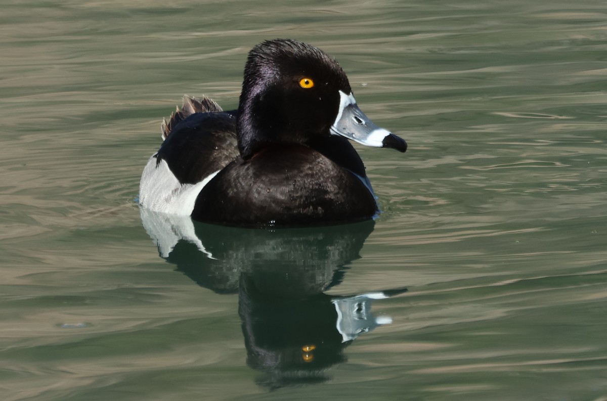 eBird Checklist - 16 Apr 2024 - Page Springs Fish Hatchery--Bubbling ...