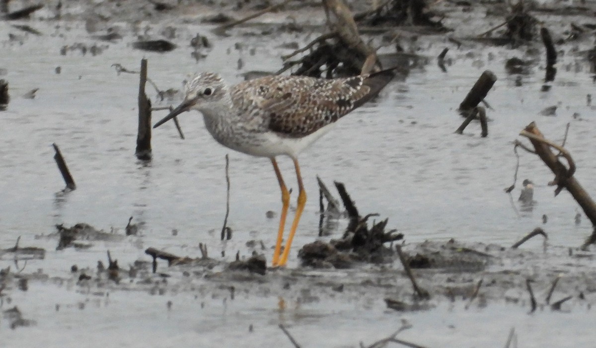 eBird Checklist - 16 Apr 2024 - Libon rd fuddle - 6 species