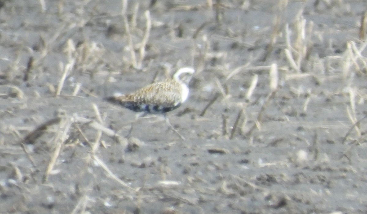 eBird Checklist - 16 Apr 2024 - Helmar fuddle - 8 species