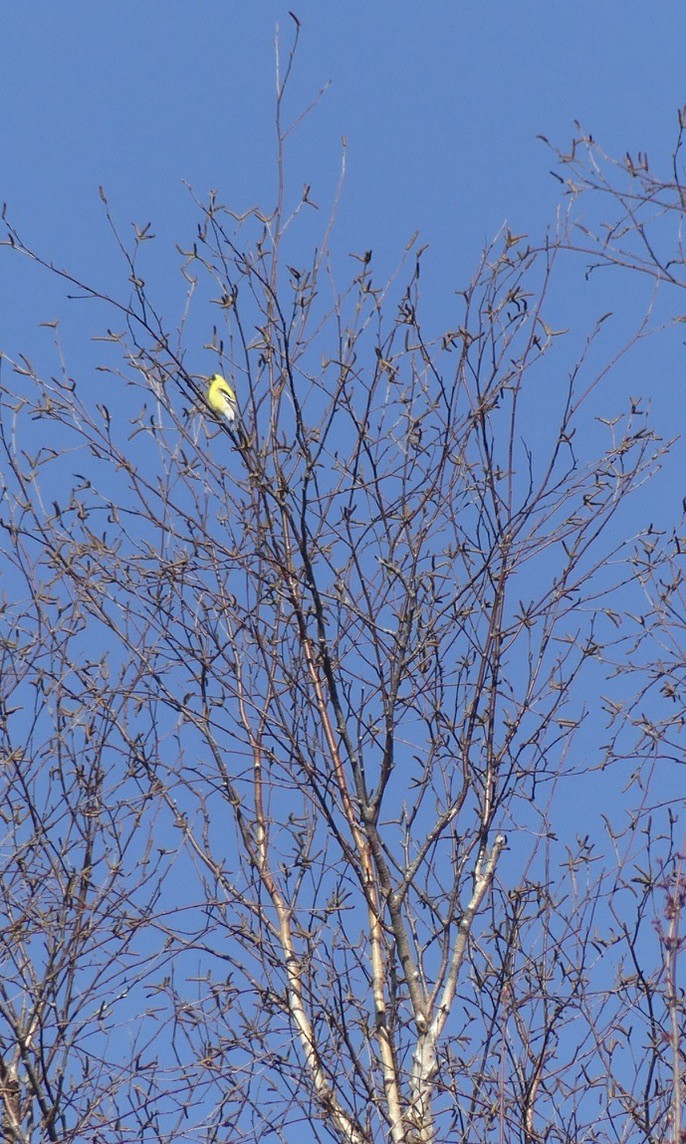 eBird Checklist - 16 Apr 2024 - Marblehead Neck Wildlife Sanctuary ...