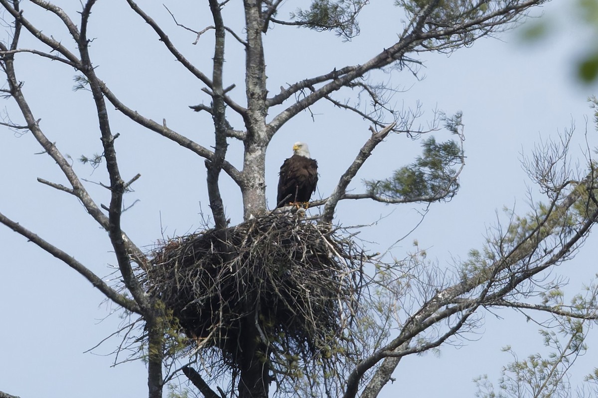 eBird Checklist - 16 Apr 2024 - 2319 Gaddistown Rd Bald Eagle Nest - 1 species