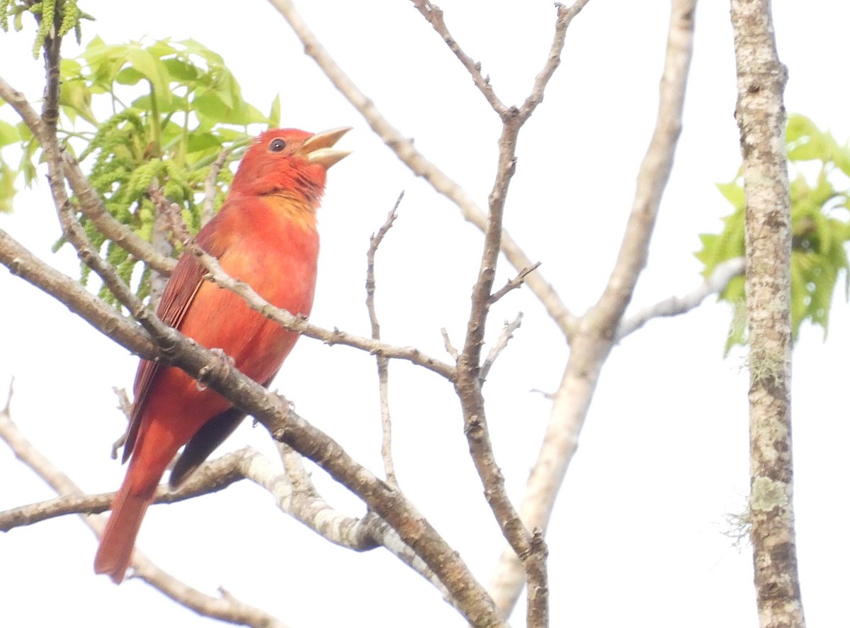 eBird Checklist - 16 Apr 2024 - My yard - 1 species