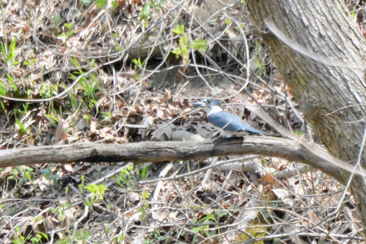 Pennsylvania Bird Atlas Checklist - 15 Apr 2024 - Cedar Creek Park - 31 species