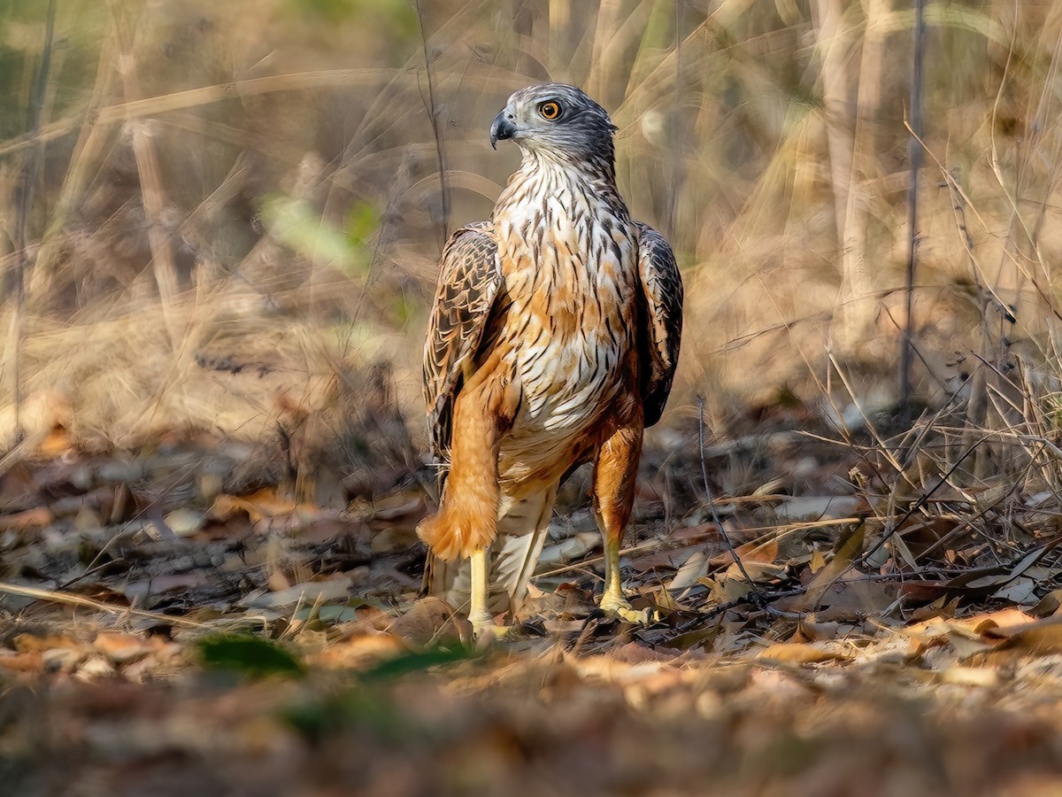 Red Goshawk - Erythrotriorchis radiatus - Birds of the World