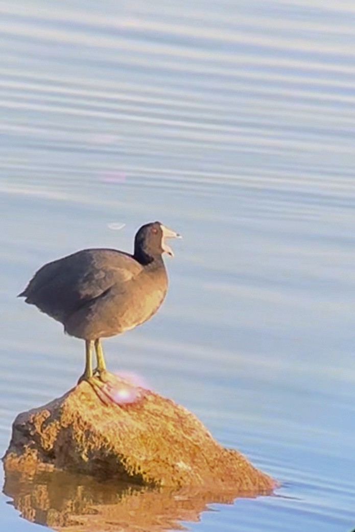 eBird Checklist - 16 Apr 2024 - Hamilton--Bayfront Park - 31 species
