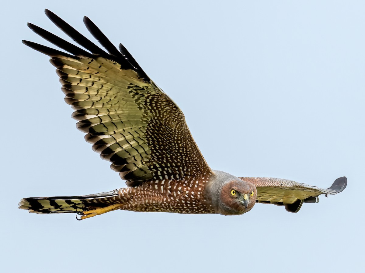 Spotted Harrier - Circus assimilis - Birds of the World
