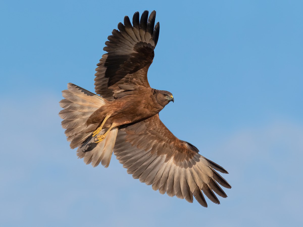 Swamp Harrier - Circus approximans - Birds of the World