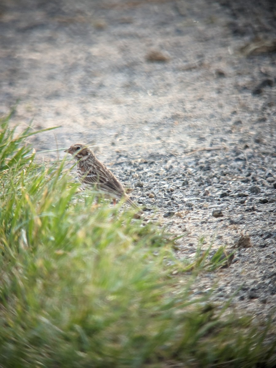 eBird Checklist - 10 Apr 2024 - Struble Lake - 54 species (+1 other taxa)