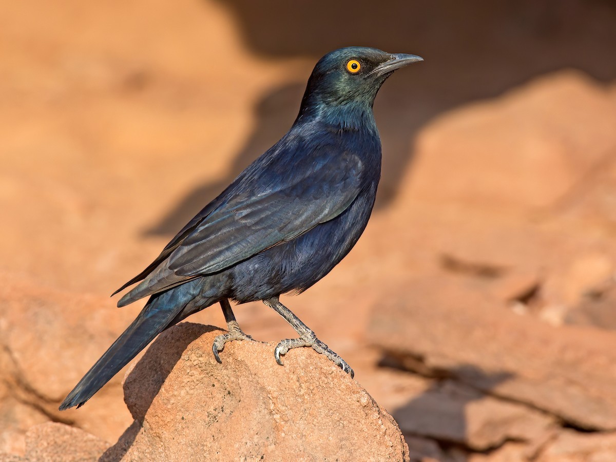 Pale-winged Starling - Onychognathus nabouroup - Birds of the World