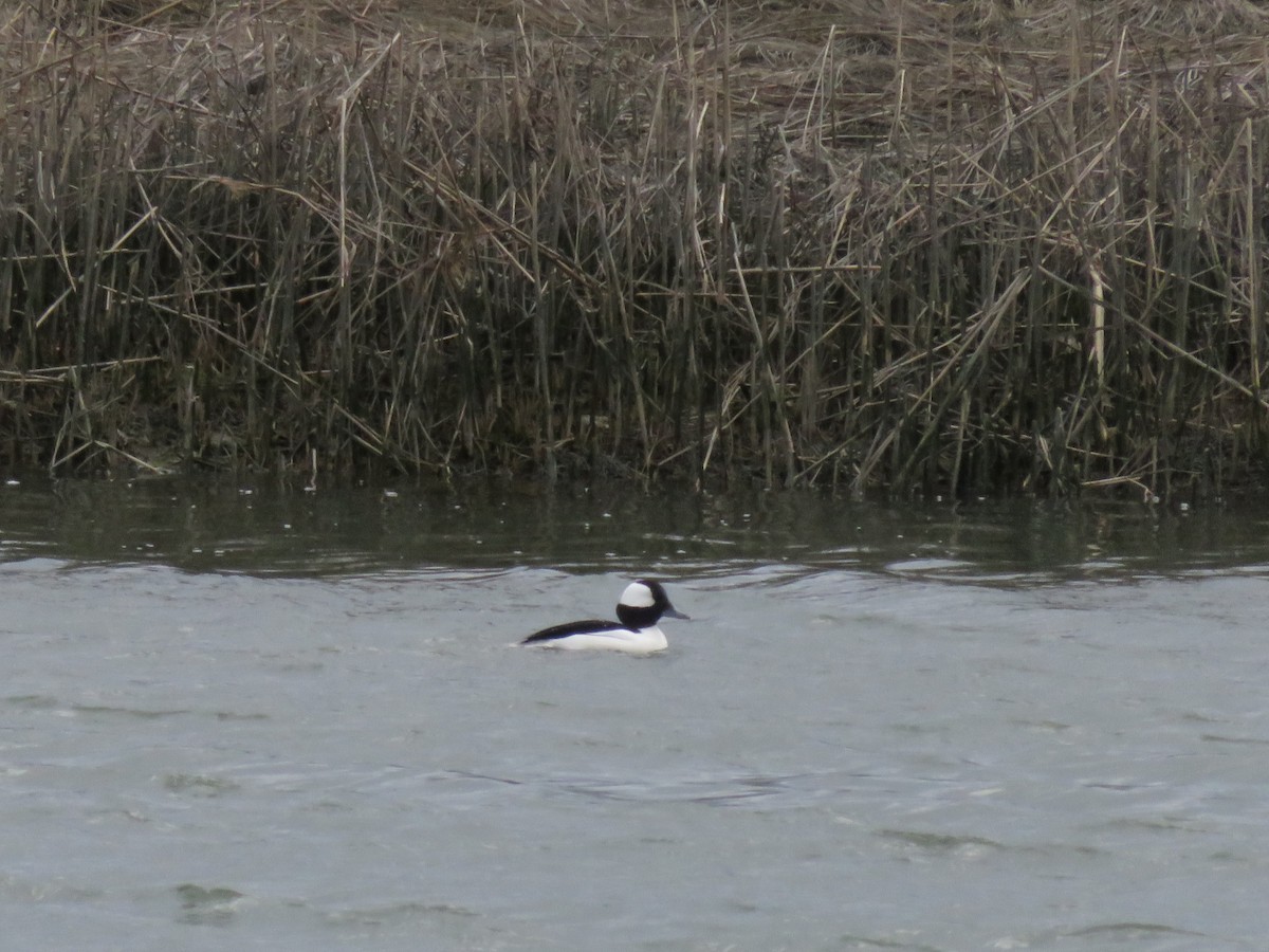 eBird Checklist - 13 Apr 2024 - Belle Isle Marsh Reservation - 24 species