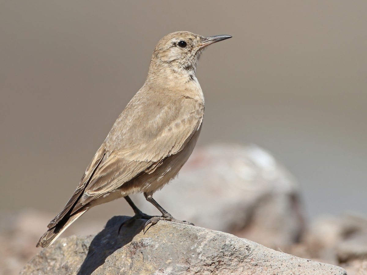 Creamy-rumped Miner - Geositta isabellina - Birds of the World
