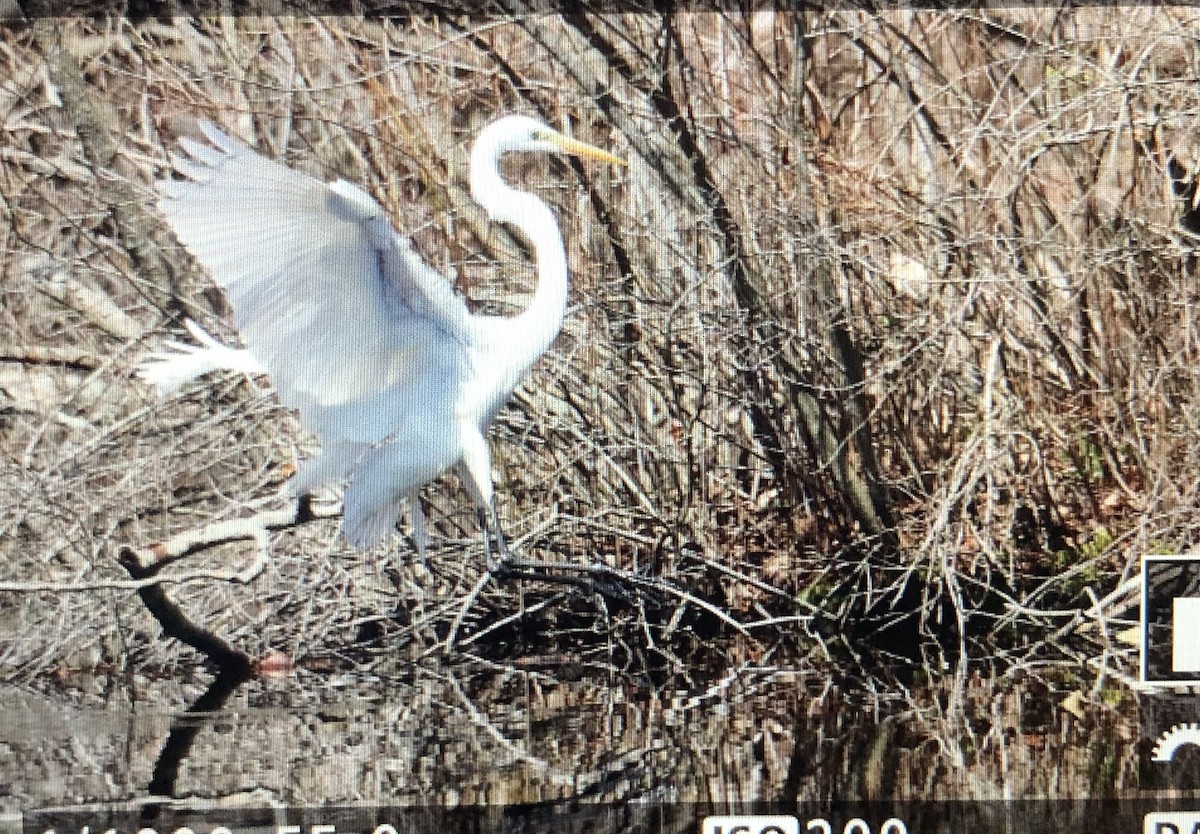 eBird Checklist - 16 Apr 2024 - Marblehead Neck Wildlife Sanctuary ...