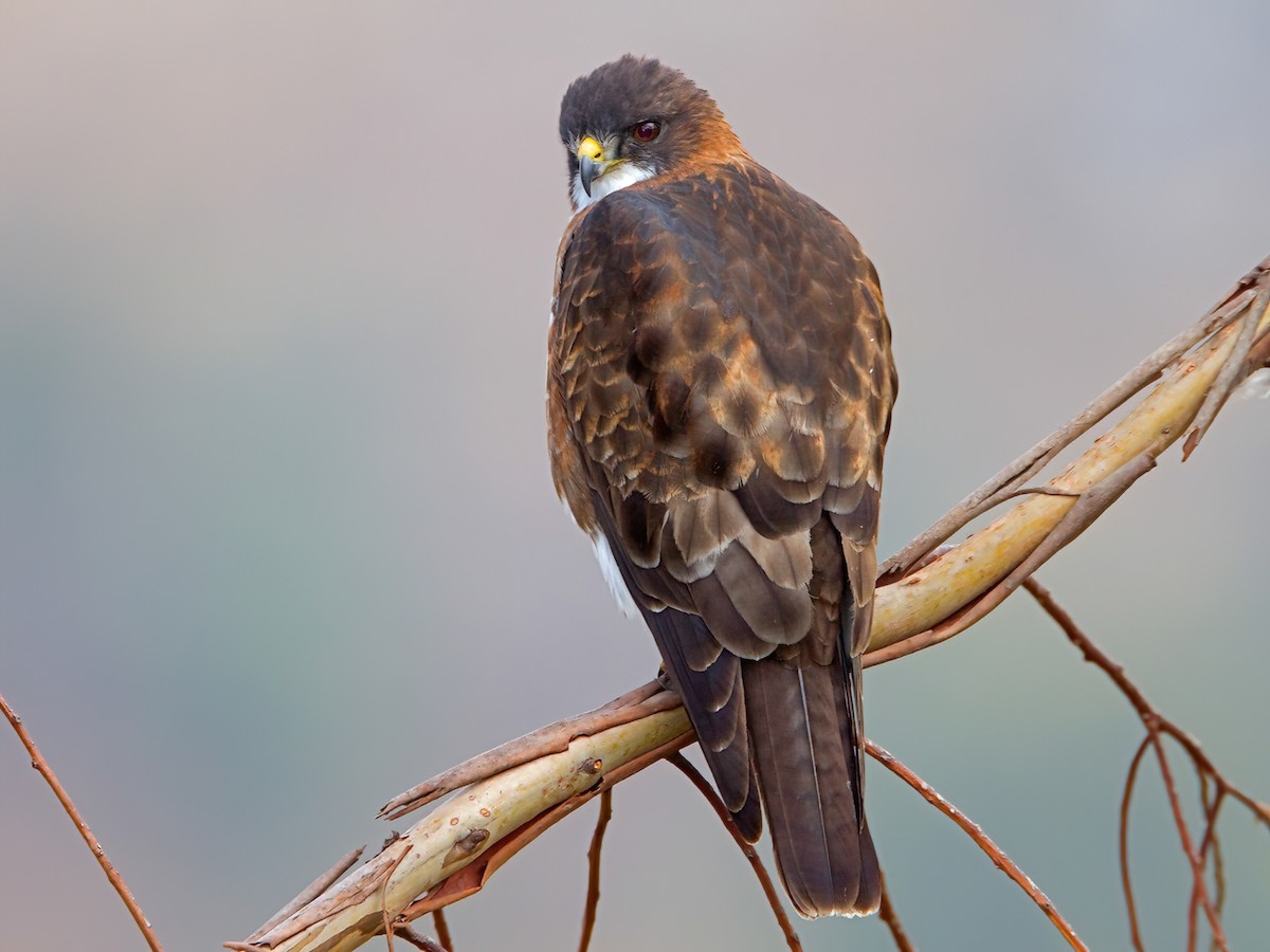White-throated Hawk - Buteo albigula - Birds of the World