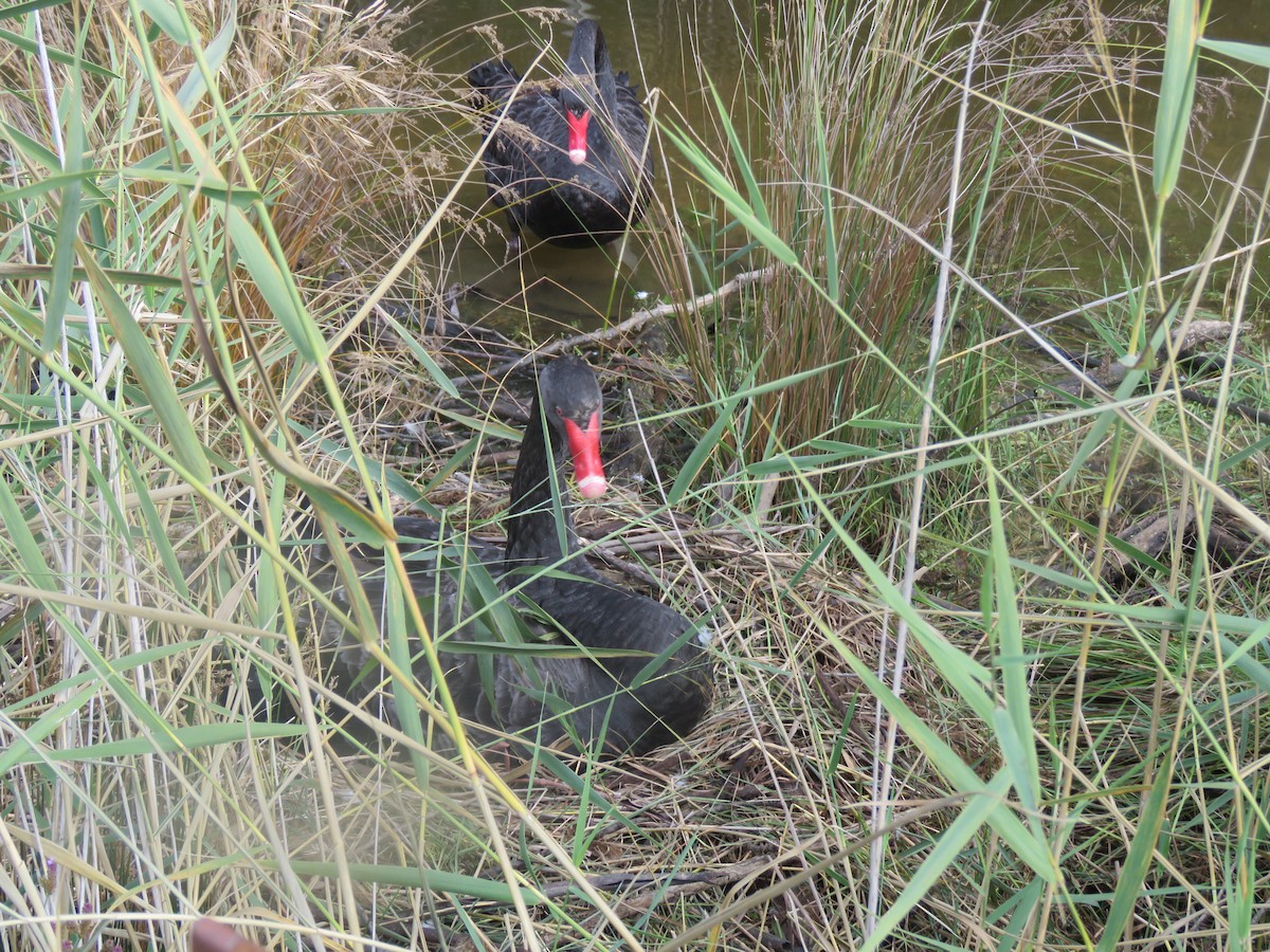 eBird Checklist - 17 Apr 2024 - Tidbinbilla Nature Reserve--Sanctuary ...