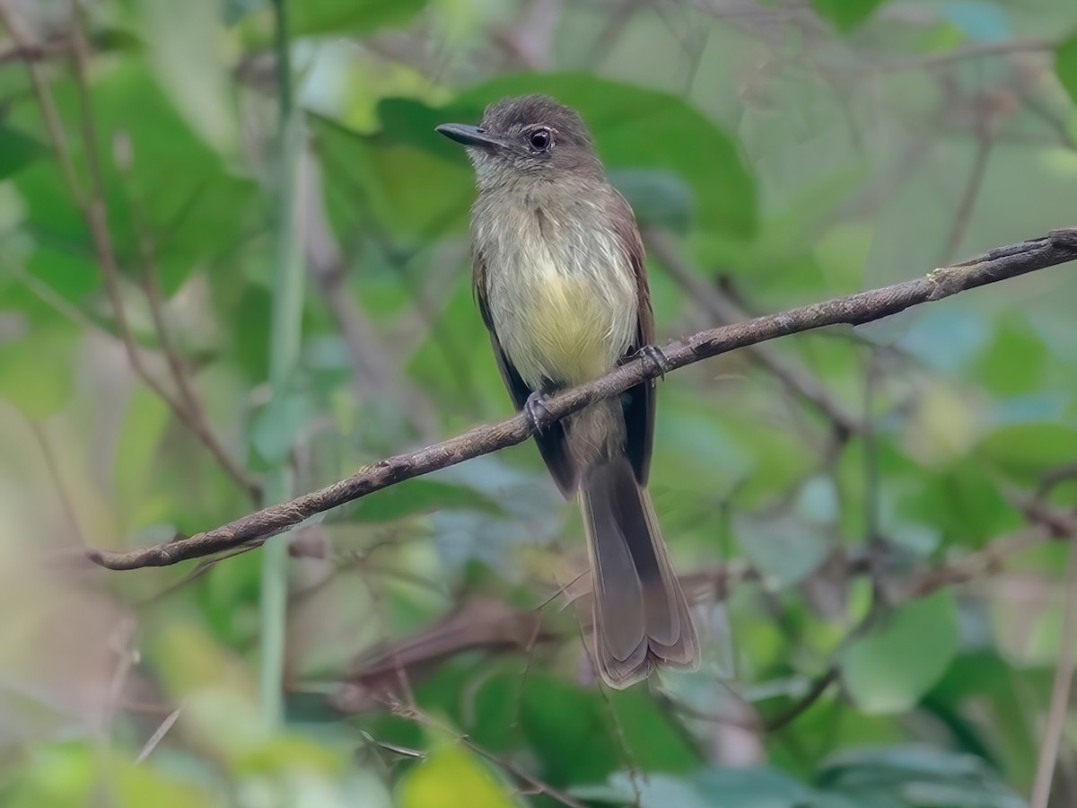 Dusky-tailed Flatbill - Ramphotrigon fuscicauda - Birds of the World