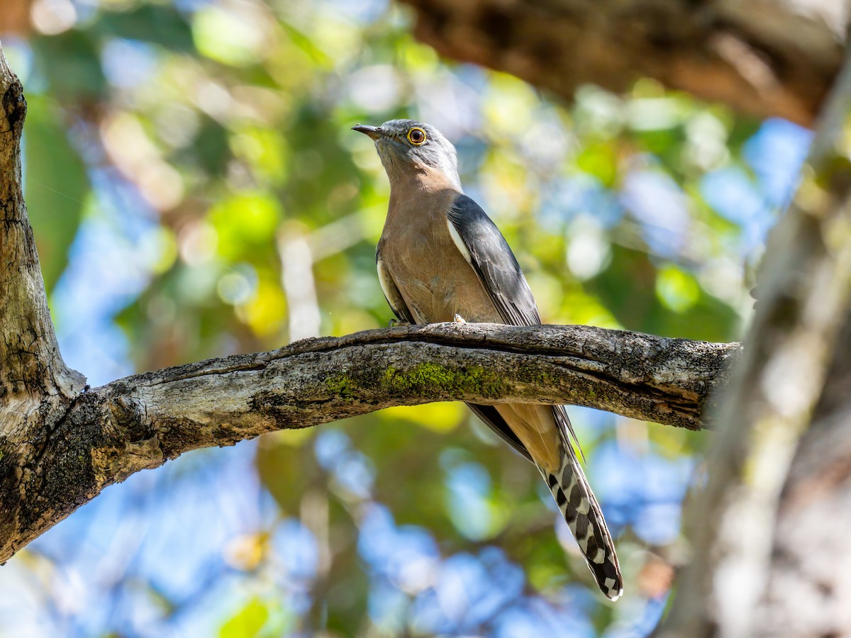 eBird Checklist - 17 Apr 2024 - Perry Lakes Reserve - 20 species