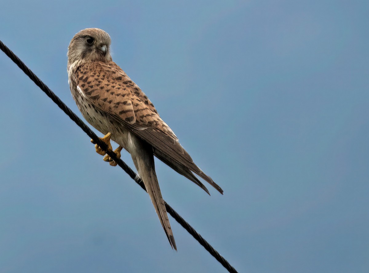 eBird Checklist - 8 Apr 2024 - Udayak Pass - 42 species (+1 other taxa)