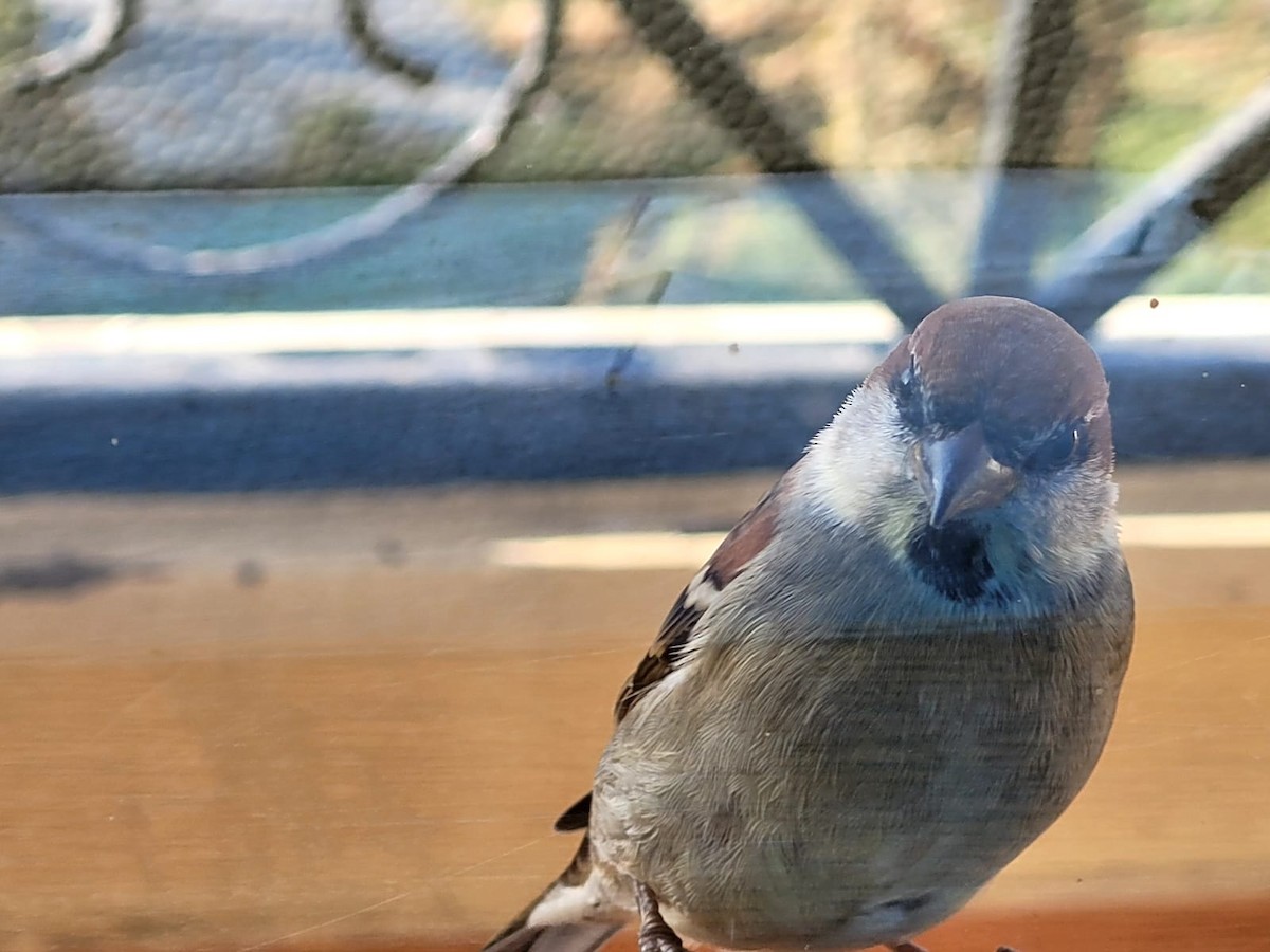 eBird Checklist - 14 Nov 2023 - Koti - 1 species