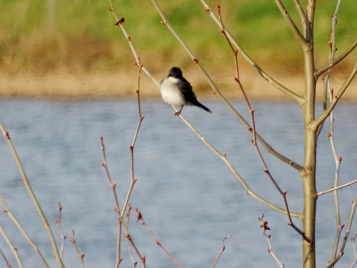 eBird Checklist - 17 Apr 2024 - Beltzville SP--Day Use Area - 38 species (+1 other taxa)