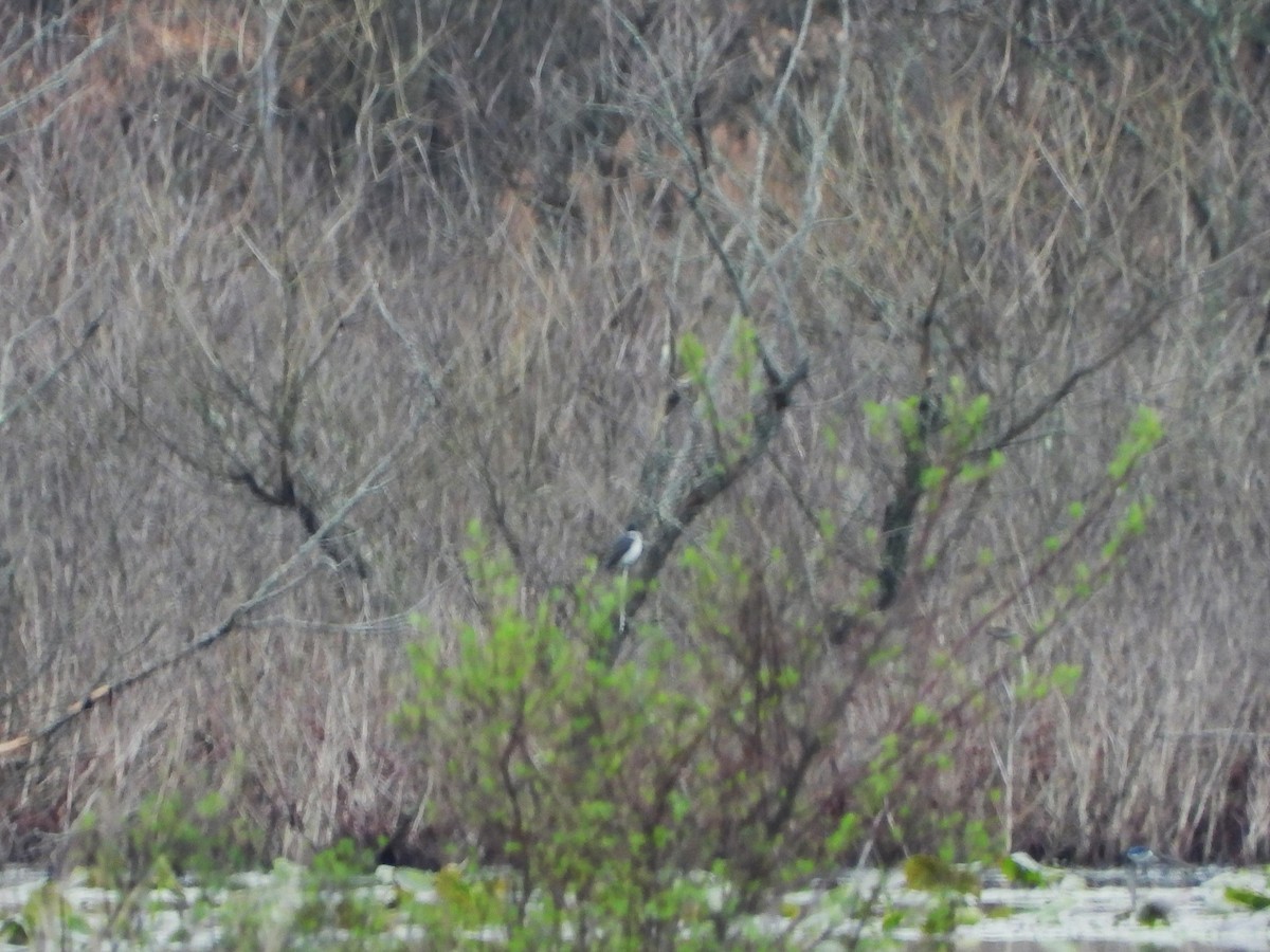 Pennsylvania Bird Atlas Checklist - 17 Apr 2024 - SGL 95 - Marsh - 25 species