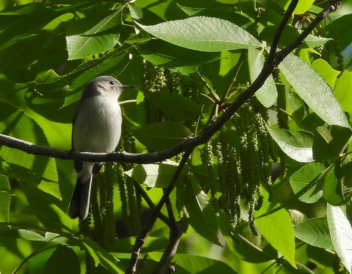 eBird Checklist - 17 Apr 2024 - Aripeka Sandhills Preserve - 38 species ...