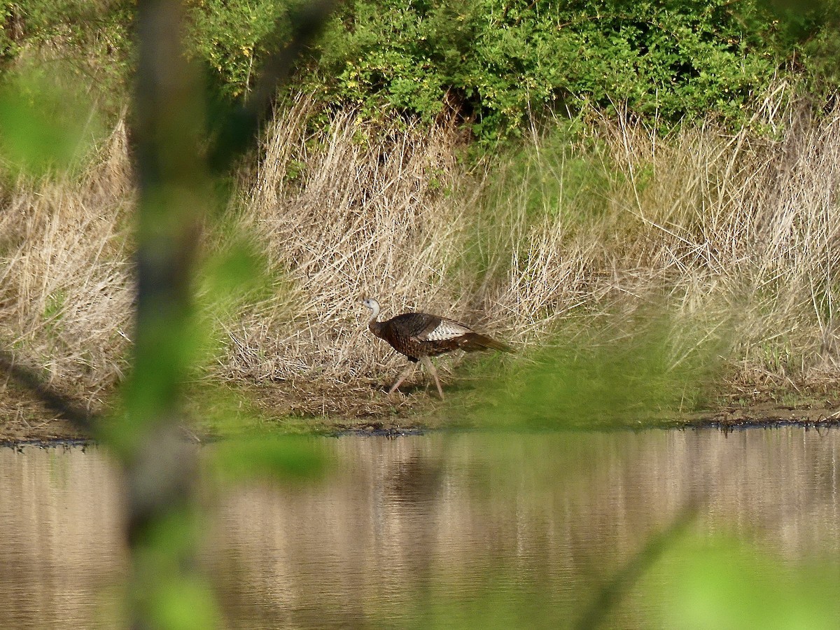 eBird Checklist - 17 Apr 2024 - Big Rivers WMA and State Forest ...