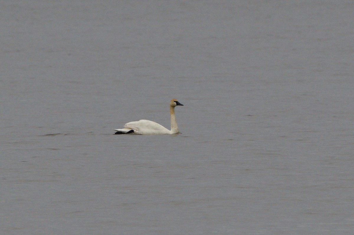 Maryland-DC Breeding Bird Atlas Checklist - 17 Apr 2024 - Swan Harbor ...