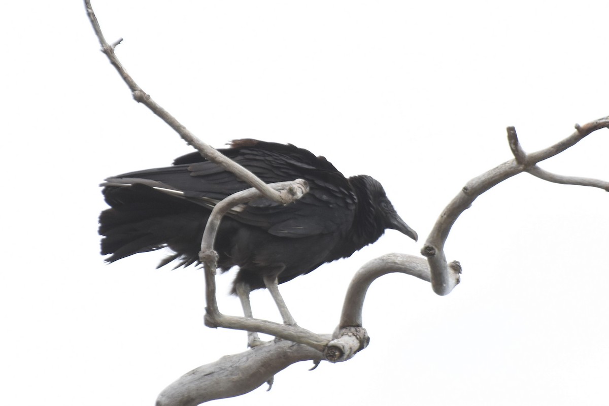 eBird Checklist - 17 Apr 2024 - Prince Edward Point NWA--Prince Edward ...