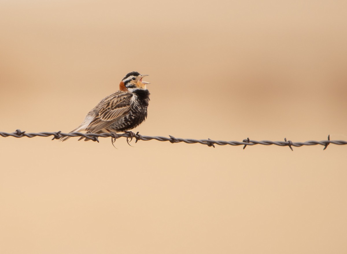 eBird Checklist - 17 Apr 2024 - Pawnee NG Bird Tour—Stops 9-11 (CR-104 ...