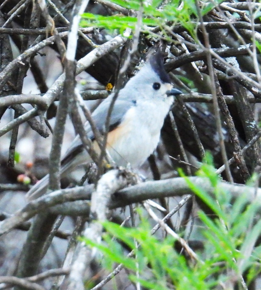 eBird Checklist - 8 Apr 2024 - Neal's Lodges- Cabin 61 feeders - 14 species