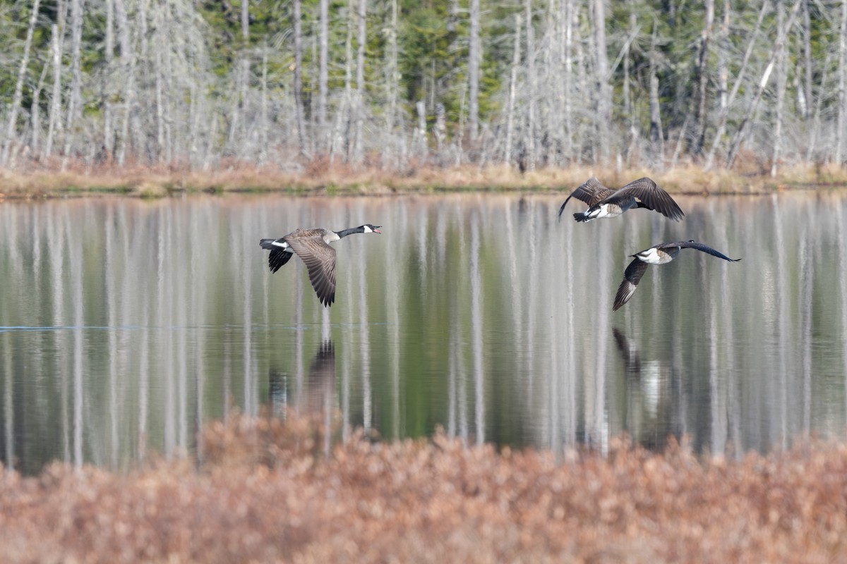 eBird Checklist - 17 Apr 2024 - Moose Bog, Wenlock WMA - 34 species