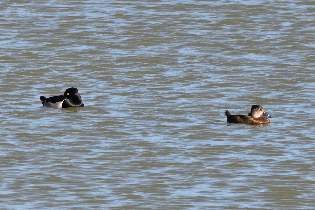 Pennsylvania Bird Atlas Checklist - 16 Apr 2024 - Green Pond (flooded field, ponds and retention ...