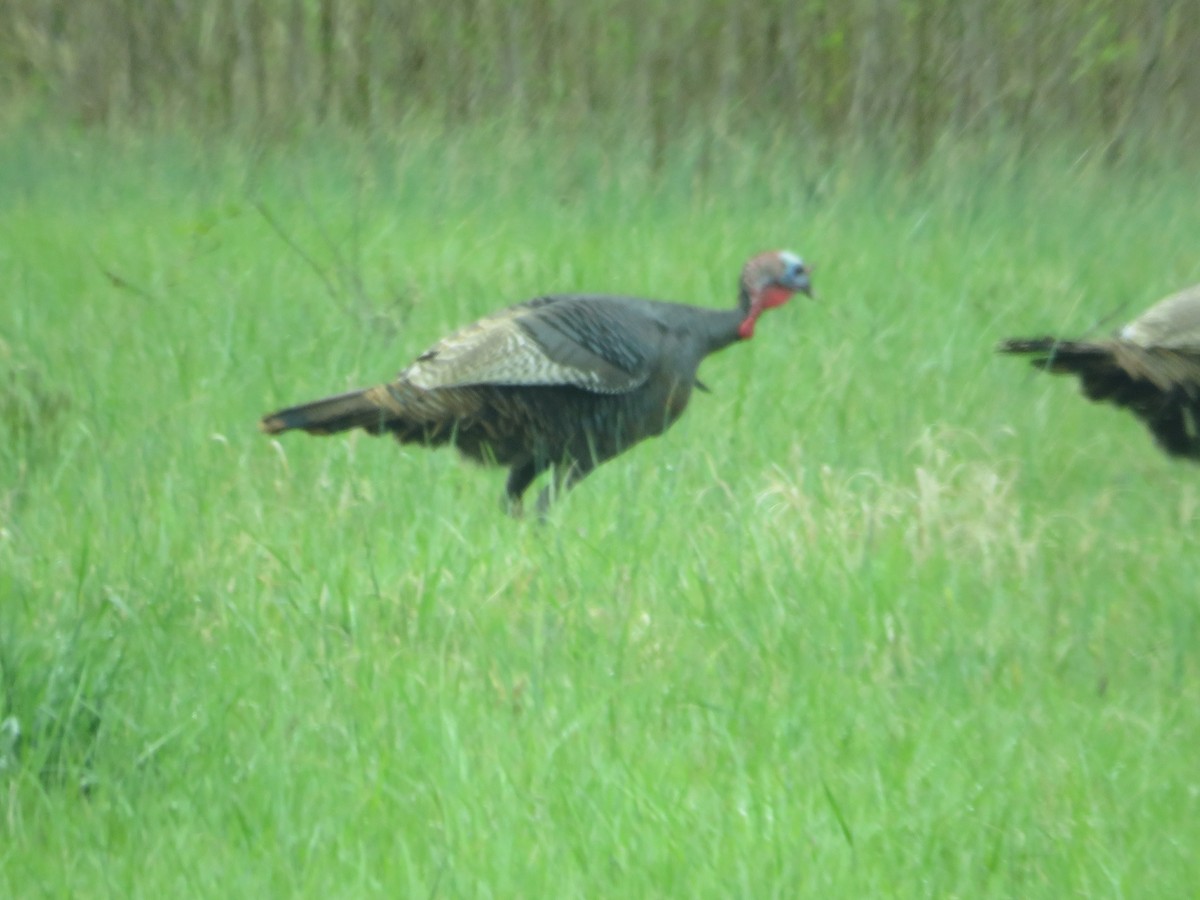 eBird Checklist - 17 Apr 2024 - Bombay Hook NWR--Shearness Observation ...