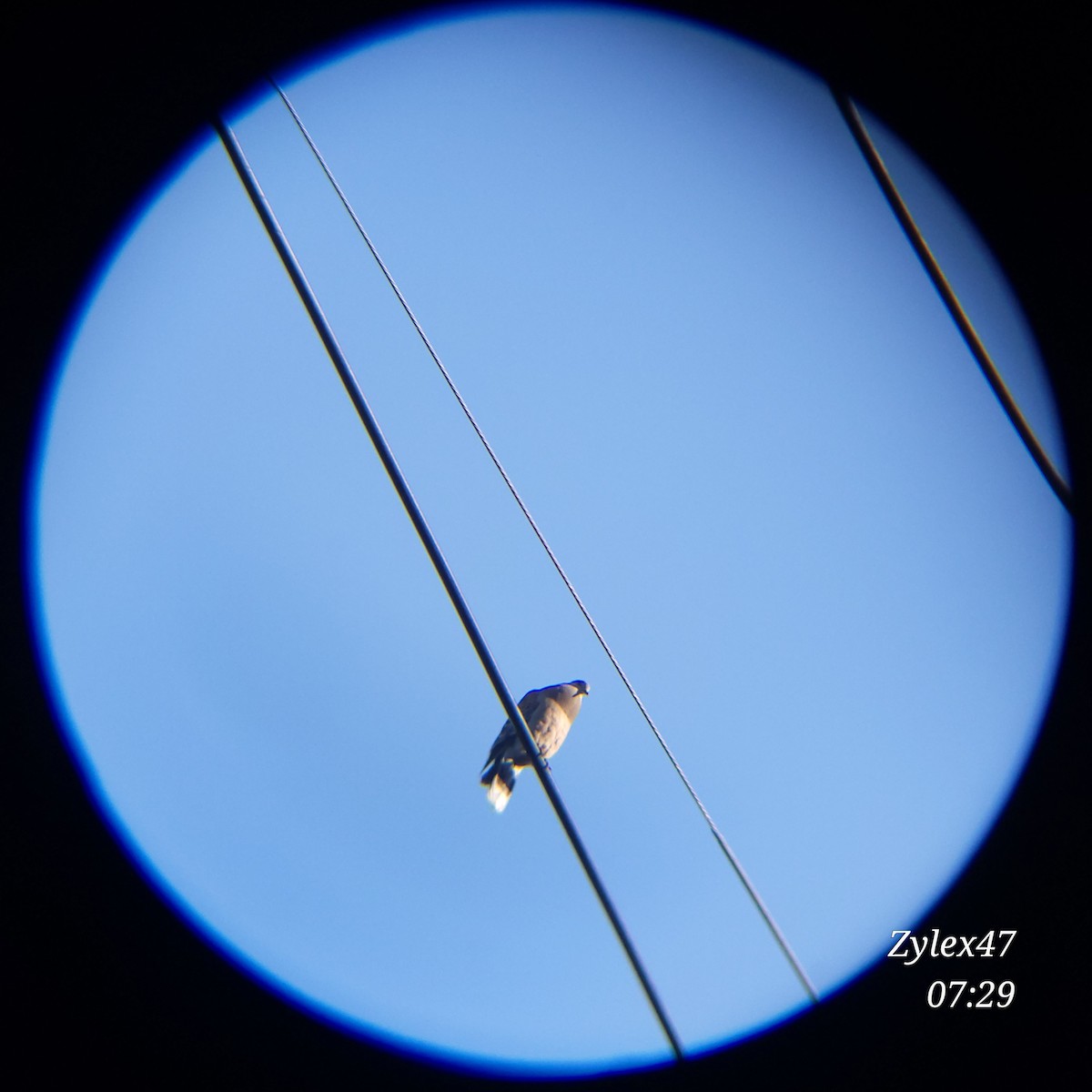 eBird Checklist - 18 Apr 2024 - 만연교(Manyeon bridge), Hwasun-eup, Hwasun ...