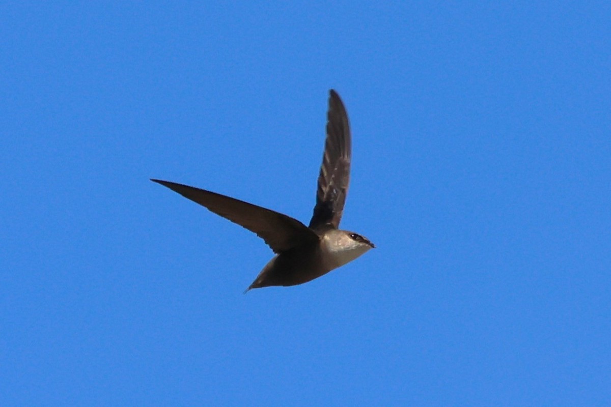 eBird Checklist - 17 Apr 2024 - Gulf Islands National Seashore, Perdido ...
