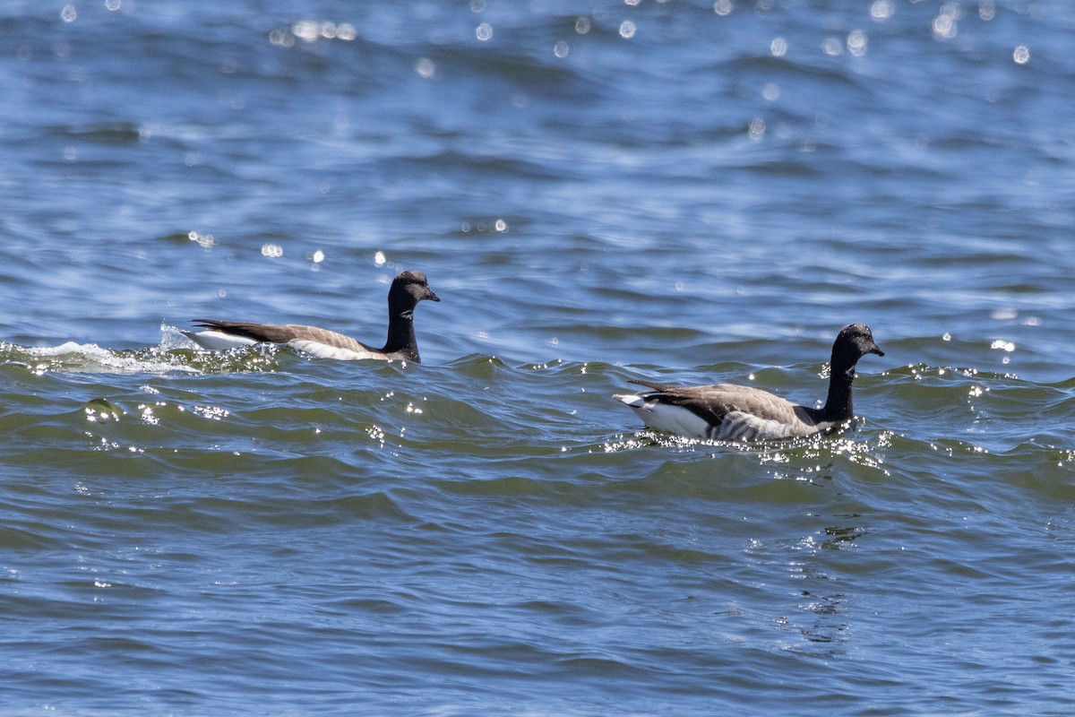 eBird Checklist - 17 Apr 2024 - Parker River NWR - 58 species (+1 other ...