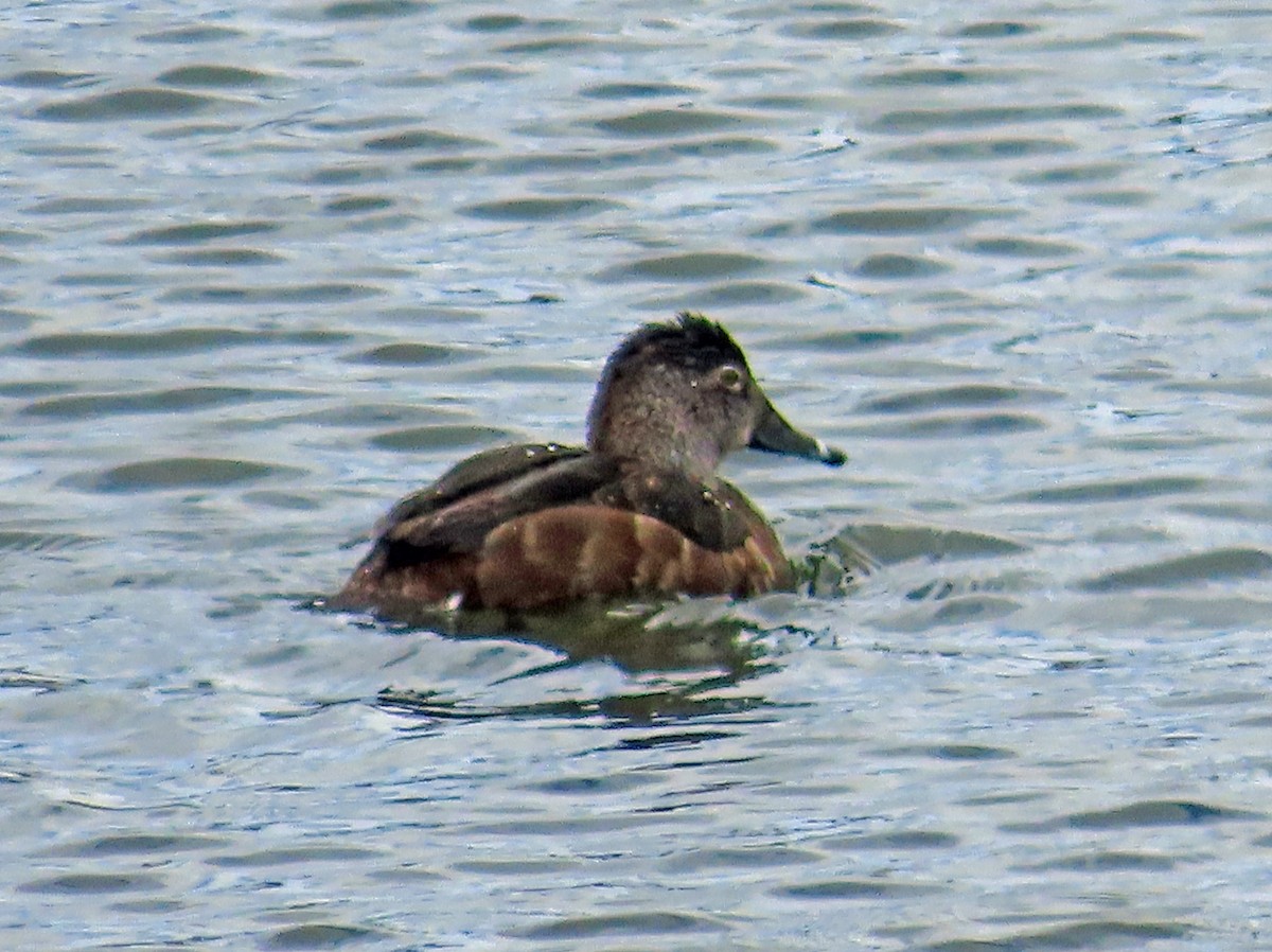 eBird Checklist - 17 Apr 2024 - Angler Mountain Ranch Ponds (private ...