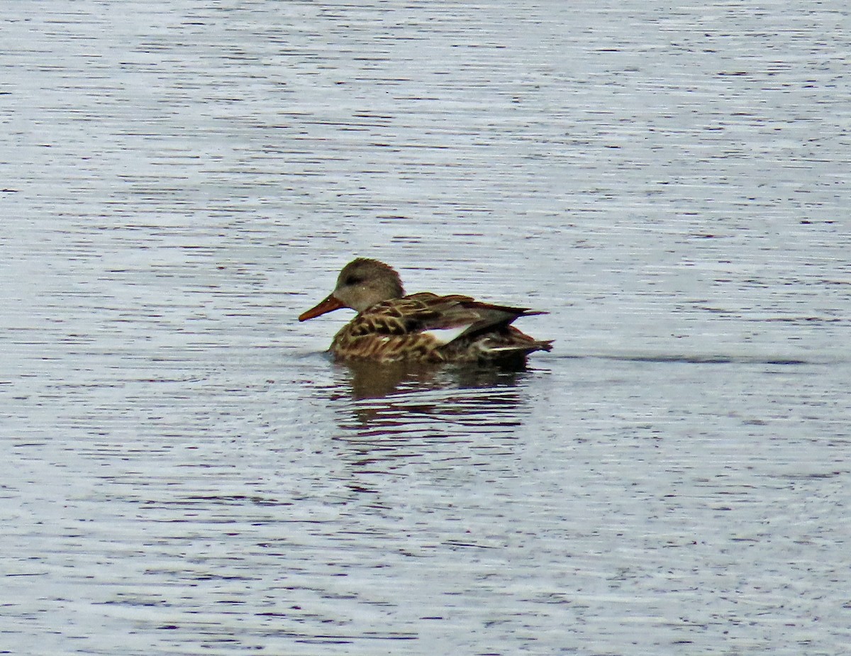 eBird Checklist - 17 Apr 2024 - Dillon Reservoir--Soda Creek Inlet - 18 ...
