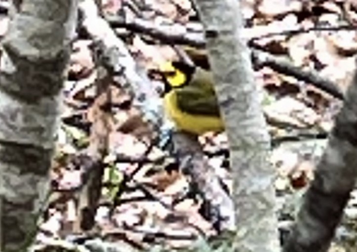 eBird Checklist - 17 Apr 2024 - 36 Bassett Ln, Newfields US-NH 43.03260 ...