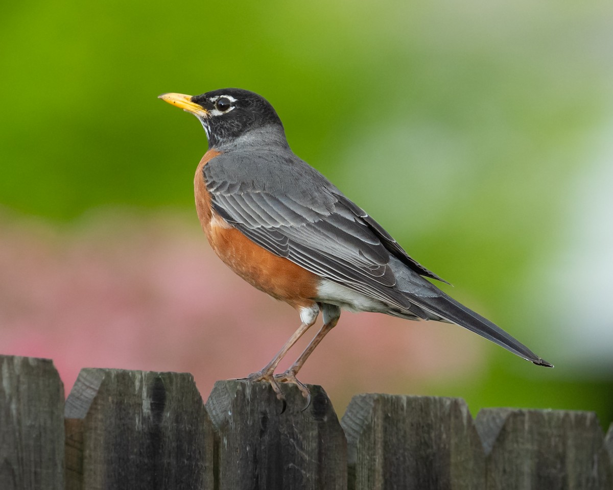 eBird Checklist - 17 Apr 2024 - Feeders - 11 species