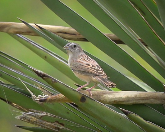 eBird Checklist - 17 Apr 2024 - Palo Alto Battlefield NHP (LTC 031 ...