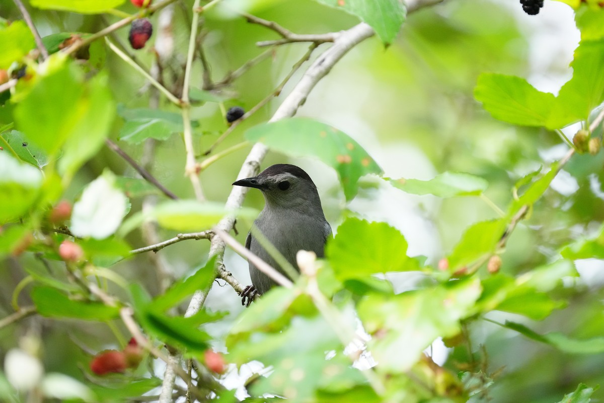 eBird Checklist - 17 Apr 2024 - Peveto Woods--Baton Rouge Audubon ...