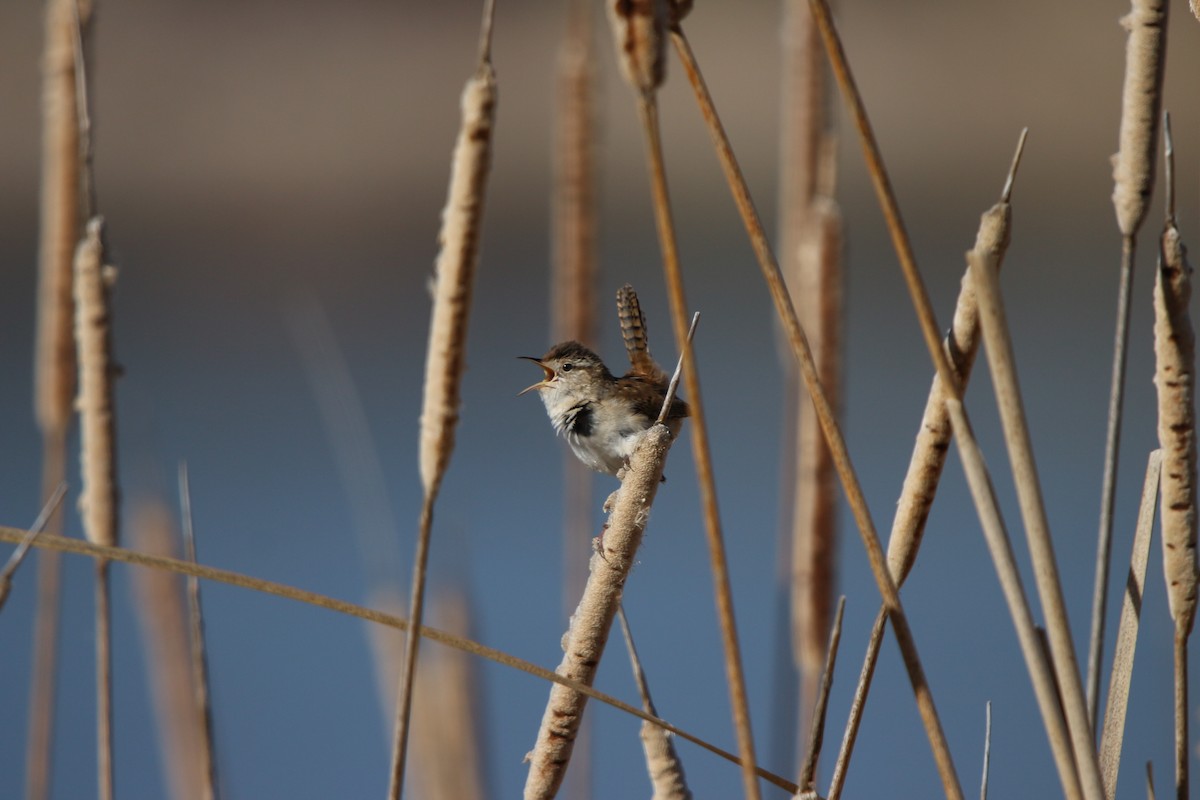 eBird Checklist - 17 Apr 2024 - Malheur NWR--Benson Pond - 25 species